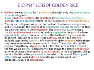 Imprpoving seed storage proteins & golden rice | PPTX