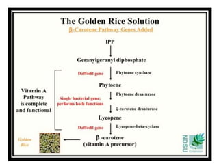 Imprpoving seed storage proteins & golden rice | PPTX