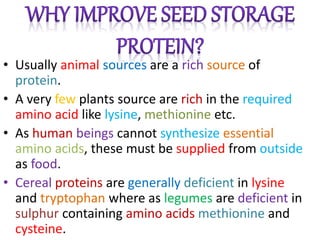 Imprpoving seed storage proteins & golden rice | PPTX