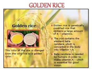 Imprpoving seed storage proteins & golden rice | PPTX