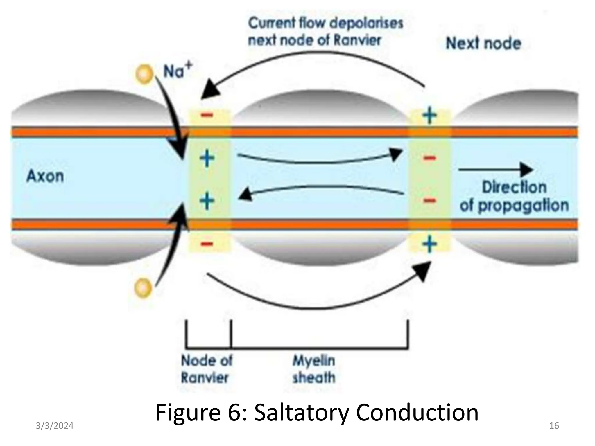 Impulse conduction of Nervous tissue hhh | PPTX