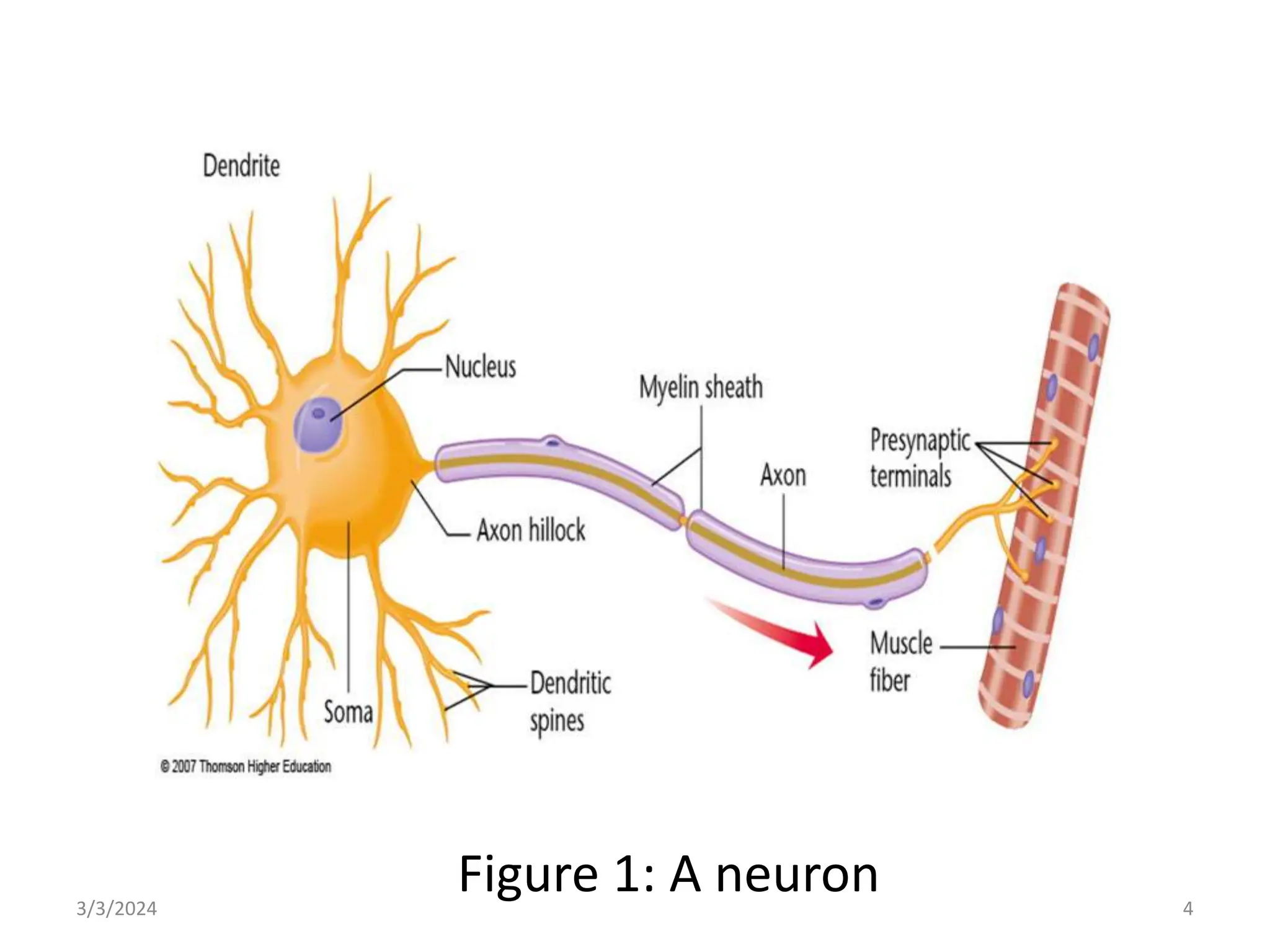 Impulse conduction of Nervous tissue hhh | PPTX