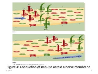 Impulse conduction of Nervous tissue hhh | PPTX | Brain and Nervous ...