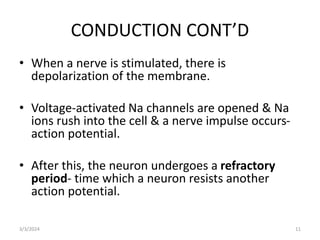 Impulse conduction of Nervous tissue hhh | PPTX | Brain and Nervous ...