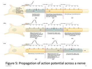 Impulse conduction of Nervous tissue hhh | PPTX