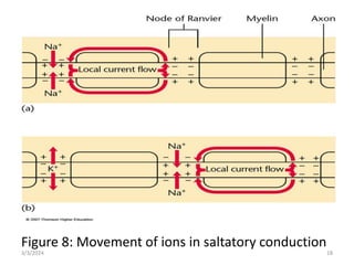 Impulse conduction of Nervous tissue hhh | PPTX