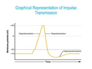Impulse transmission | PPTX