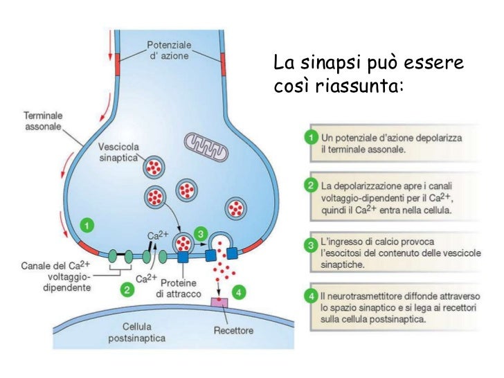 Impulso nervoso