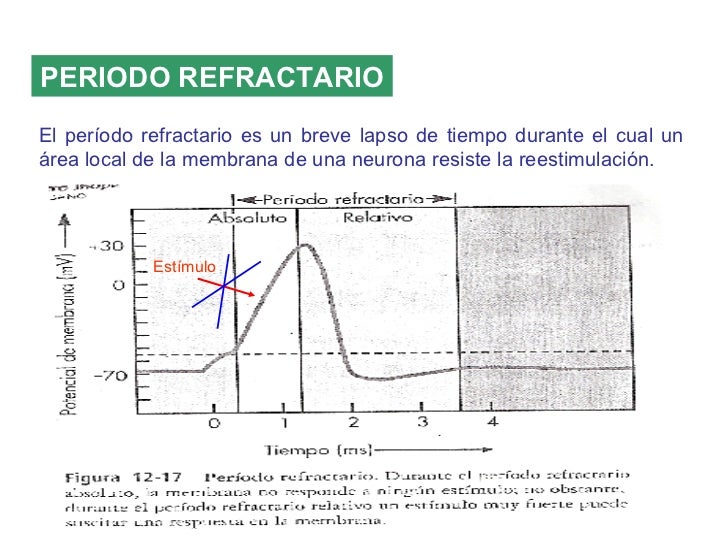 Impulsos Nerviosos