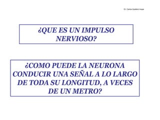 Impulsos Nerviosos | PDF
