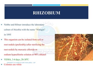 Biofuels and microbial application for biofertilizer production | PPT