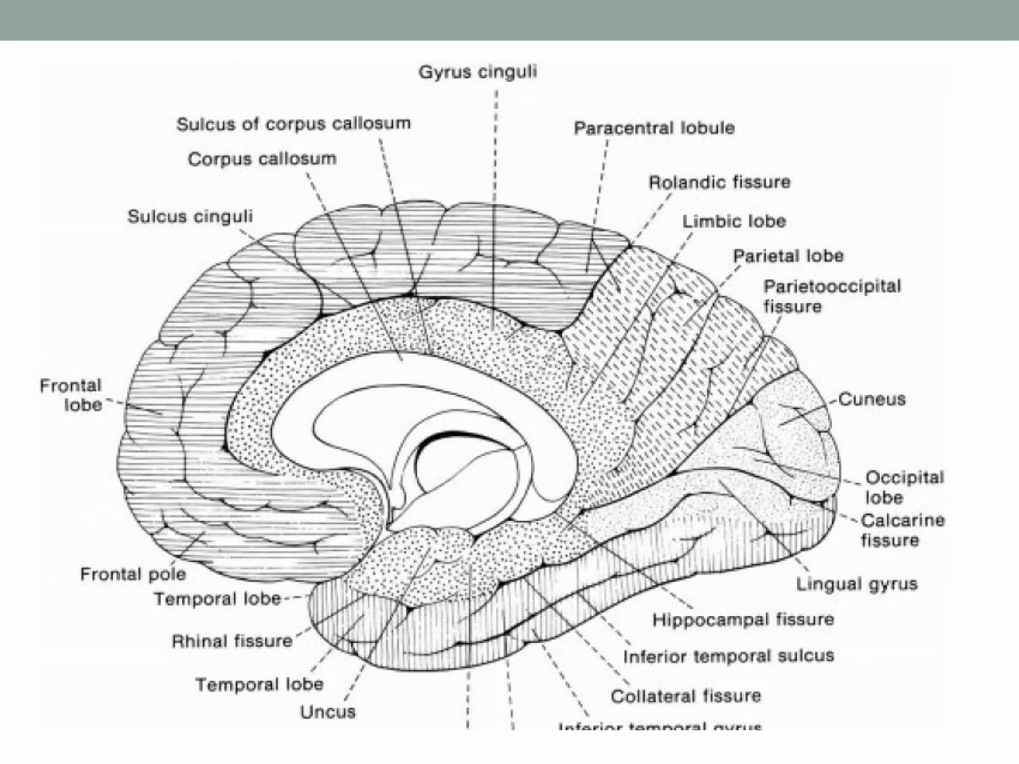 frontal lobe anatomy and clinical relevance | PPT