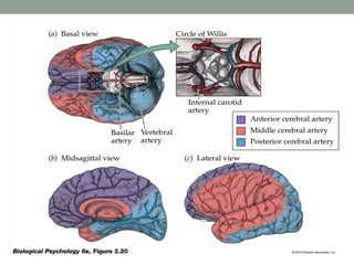 frontal lobe anatomy and clinical relevance | PPT