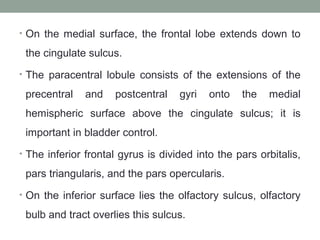 frontal lobe anatomy and clinical relevance | PPT