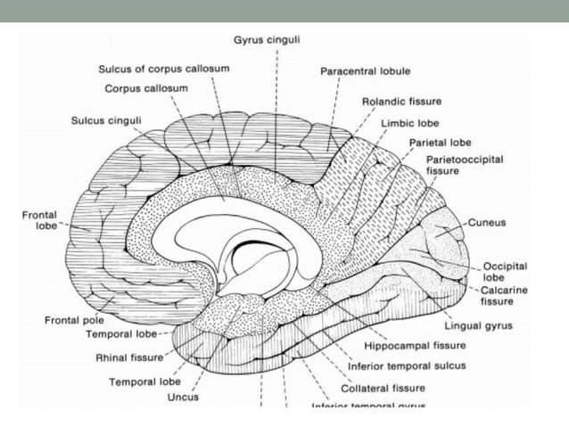 frontal lobe anatomy and clinical relevance | PPT