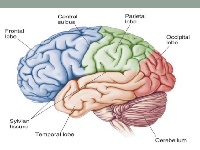 frontal lobe anatomy and clinical relevance