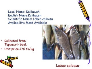 Local Fish Biodiversity Status At Nearest Market Here In My Locality. | PPT