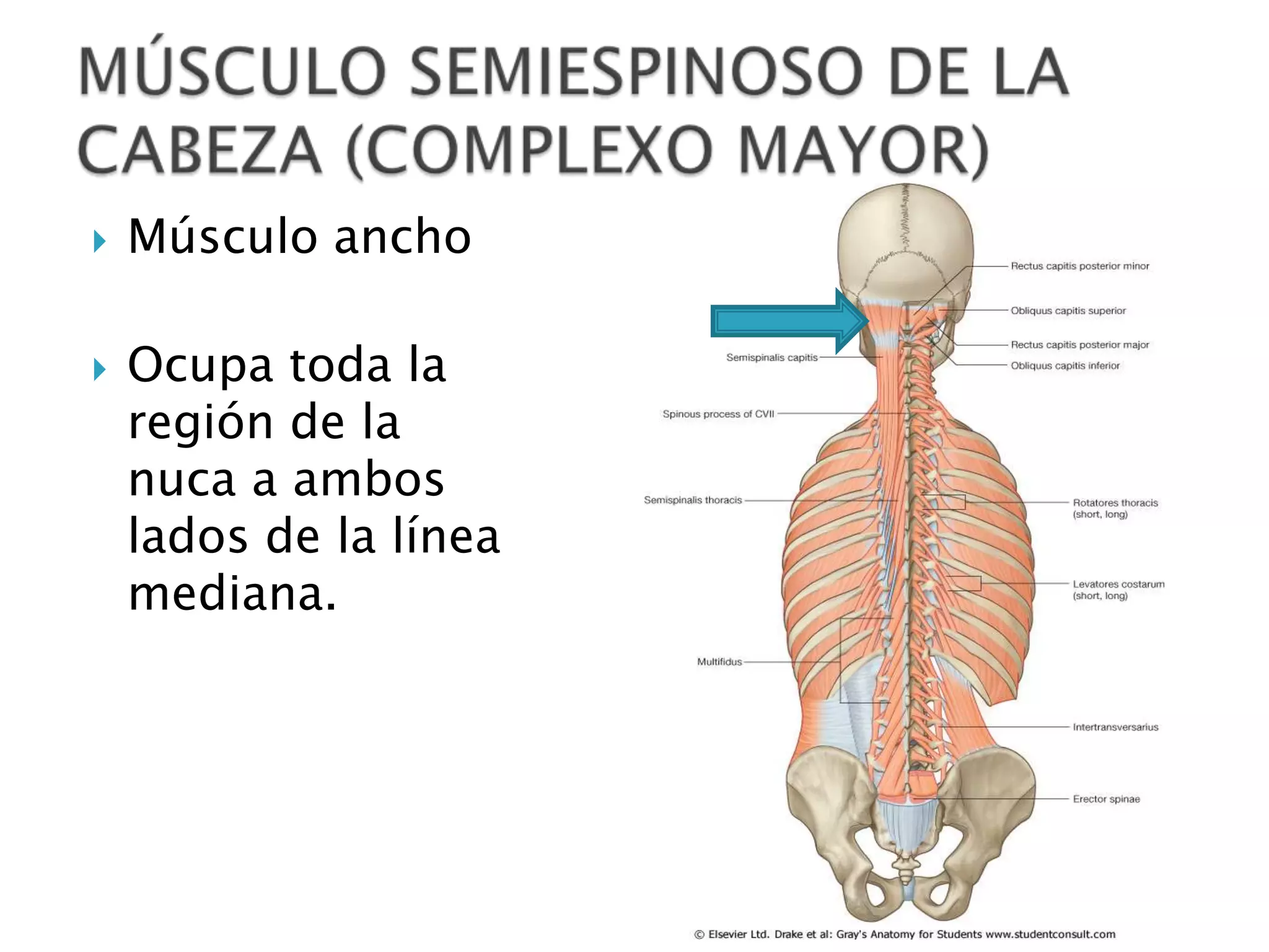 ´Músculos de la región cervical posterior | PPTX