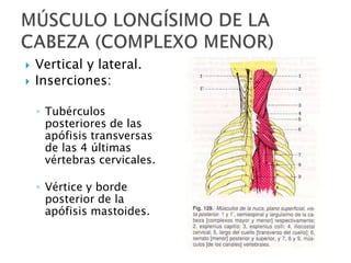 ´Músculos de la región cervical posterior | PPTX