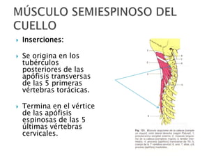 ´Músculos de la región cervical posterior | PPTX