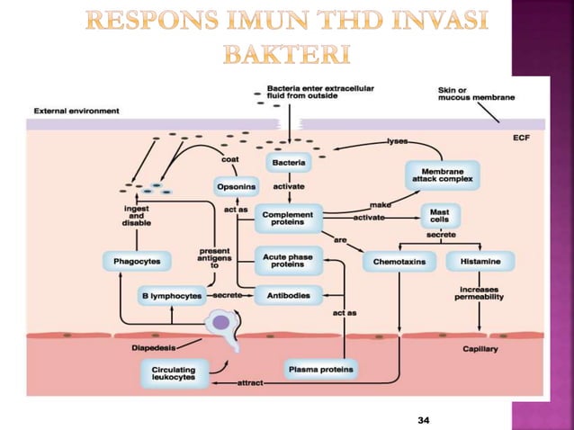Imun adaptif.ppt