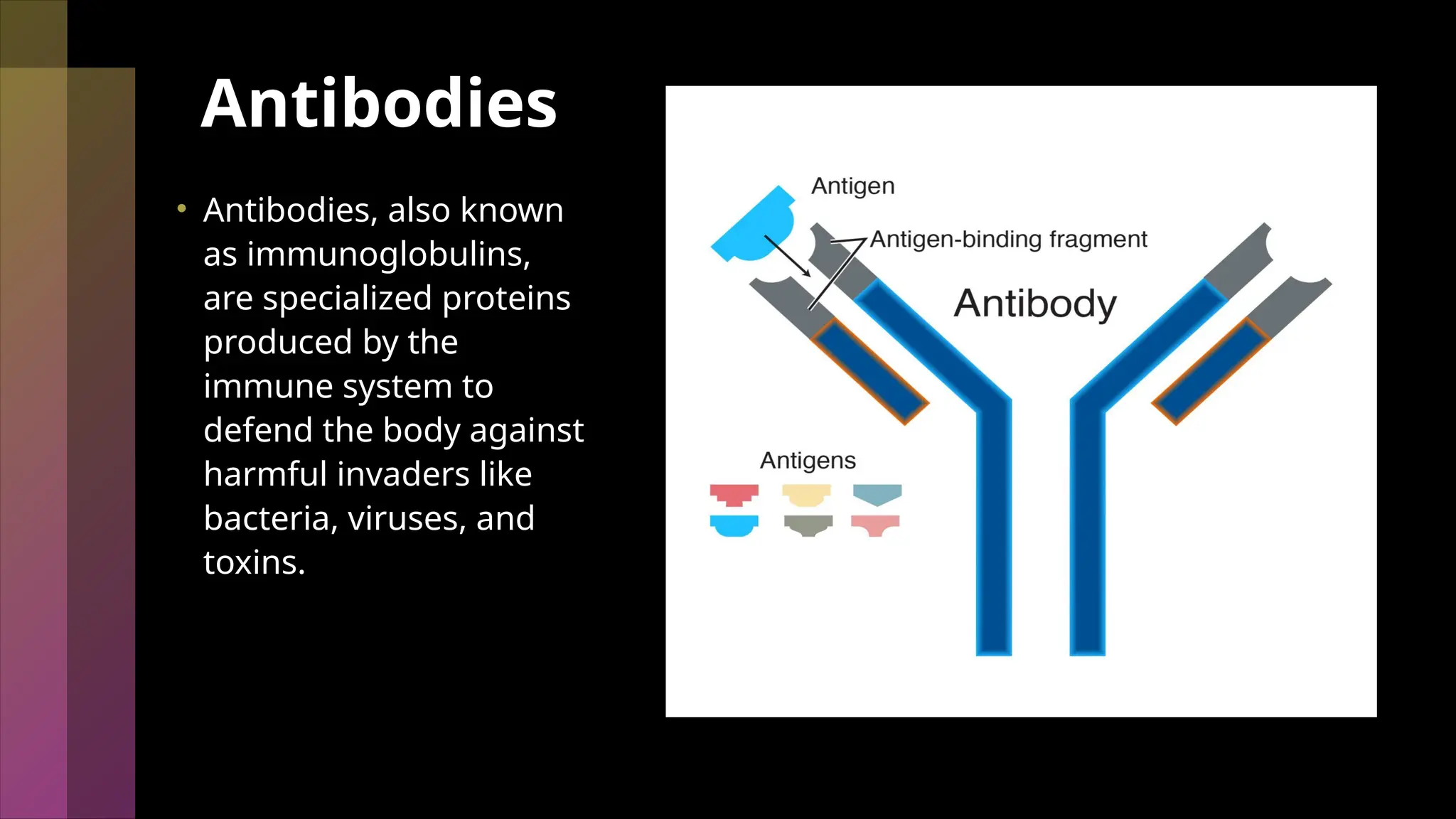 imune system ,it's types , autoimmune diseases | PPT