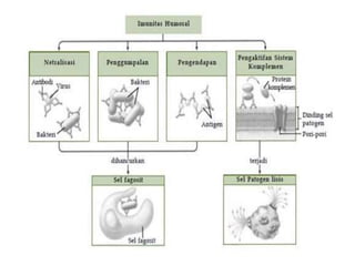 Imunitas Seluler dan Humoral.pptx