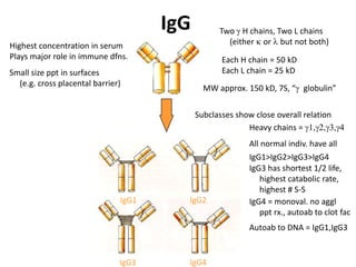 Imunoglobulins-Basics | PPT | Blood Disorders | Diseases and Conditions