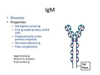 Imunoglobulins-Basics | PPT | Blood Disorders | Diseases and Conditions