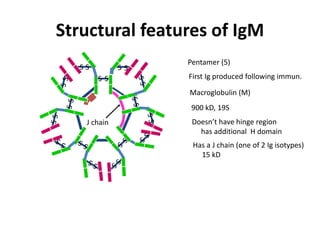 Imunoglobulins-Basics | PPT | Blood Disorders | Diseases and Conditions