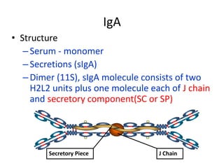 Imunoglobulins-Basics | PPT | Blood Disorders | Diseases and Conditions
