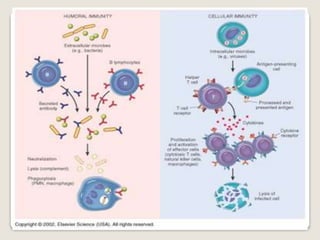 Imunologi | PPT