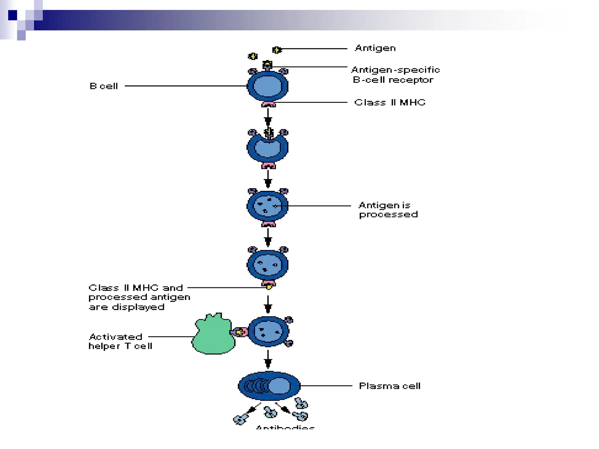 pengertian Imunologi dasar, sistem imun, sel-sel | PPT