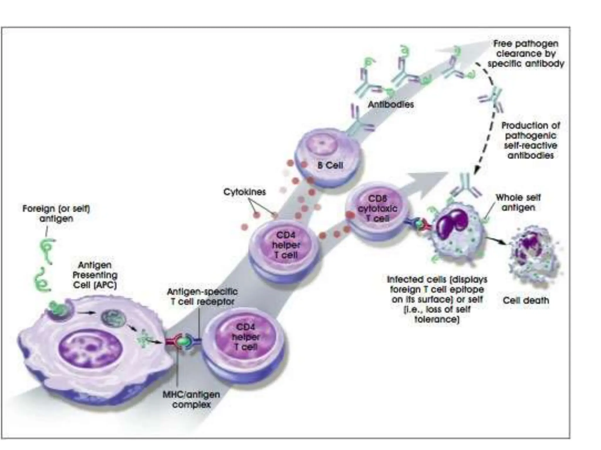 pengertian Imunologi dasar, sistem imun, sel-sel | PPT