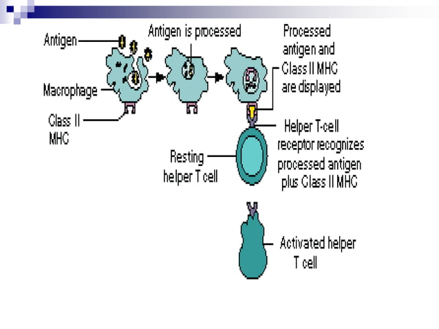 pengertian Imunologi dasar, sistem imun, sel-sel | PPT