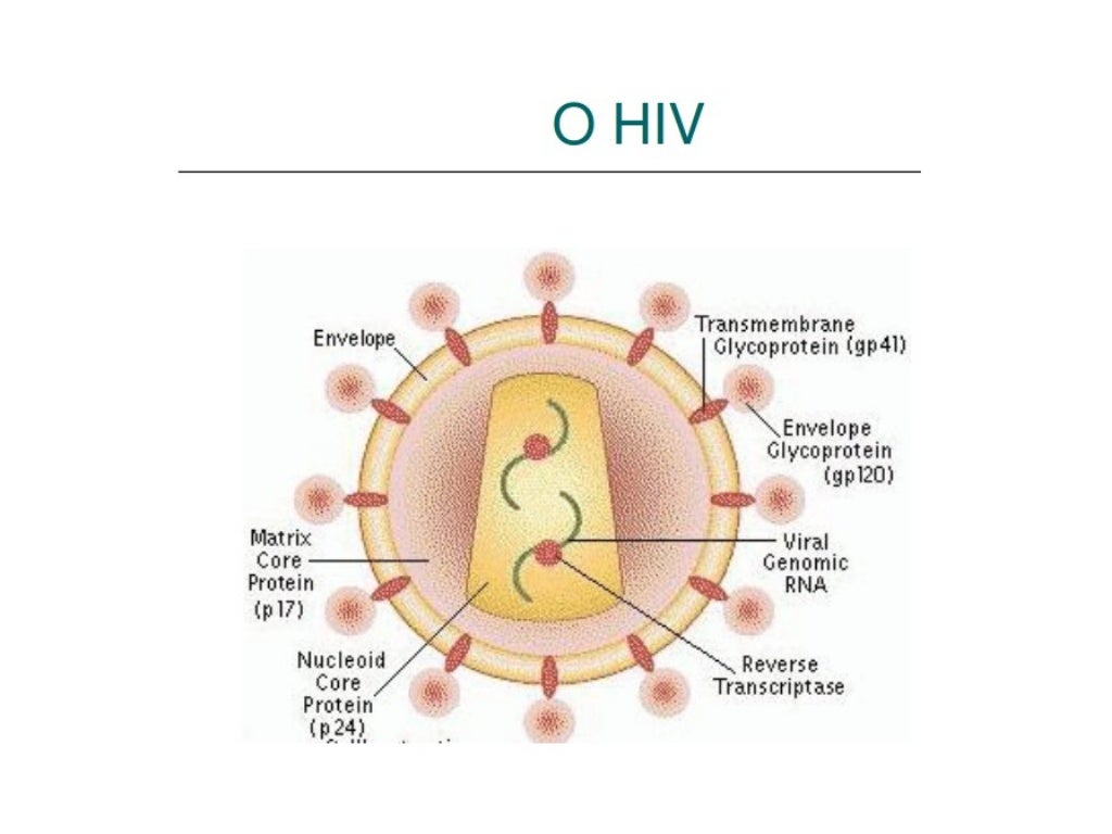 Transmissão do HIV e sintomas da AIDS