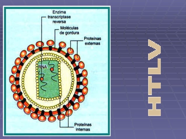 HTLV - Vírus linfotrópico de células T humano
