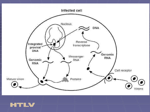 HTLV - Vírus linfotrópico de células T humano