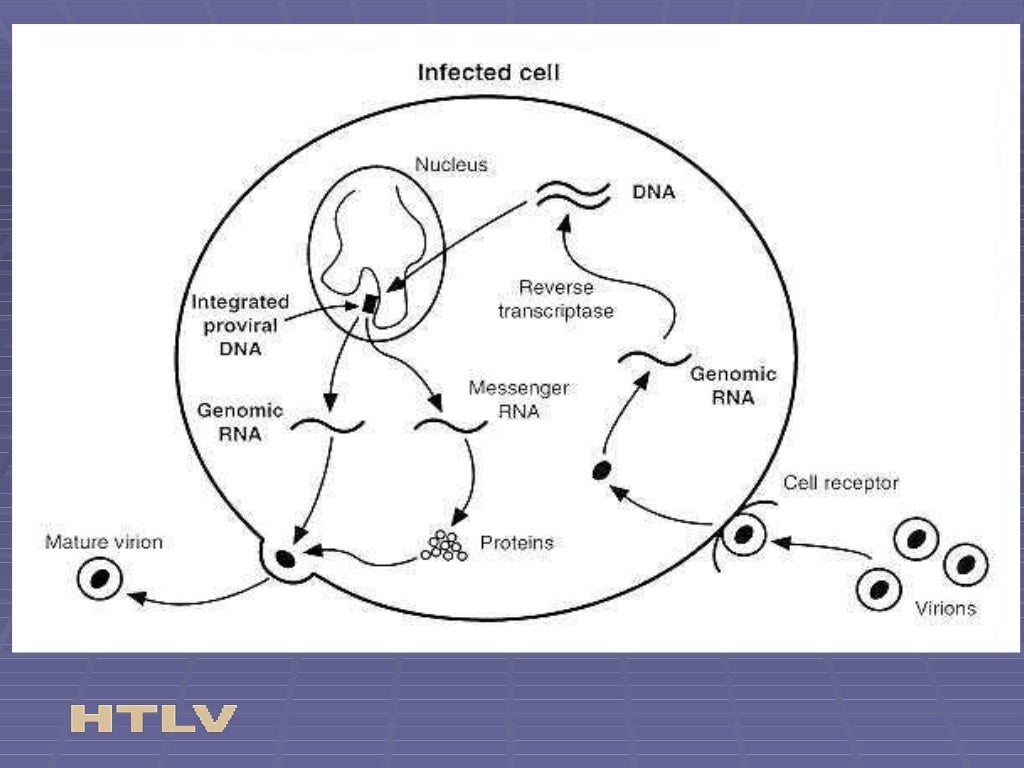 HTLV - Vírus linfotrópico de células T humano