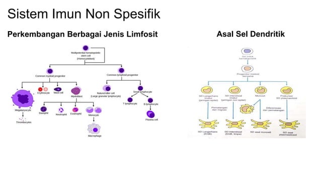 IMUNOLOGI DASAR.pptx