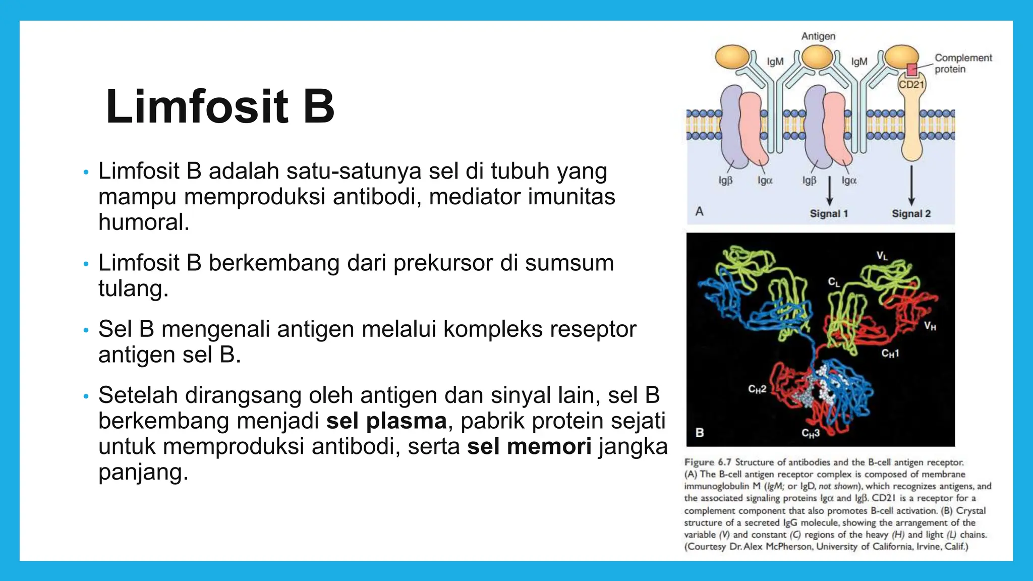 desa imunology dan imunitas pada trauma.pptx