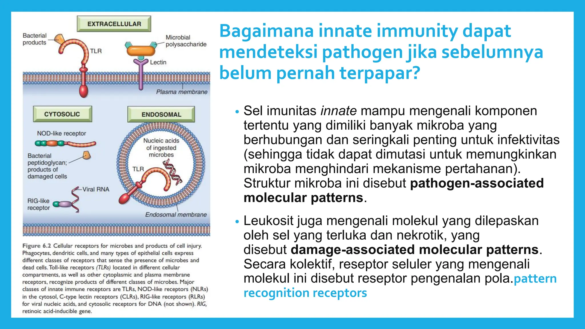 desa imunology dan imunitas pada trauma.pptx