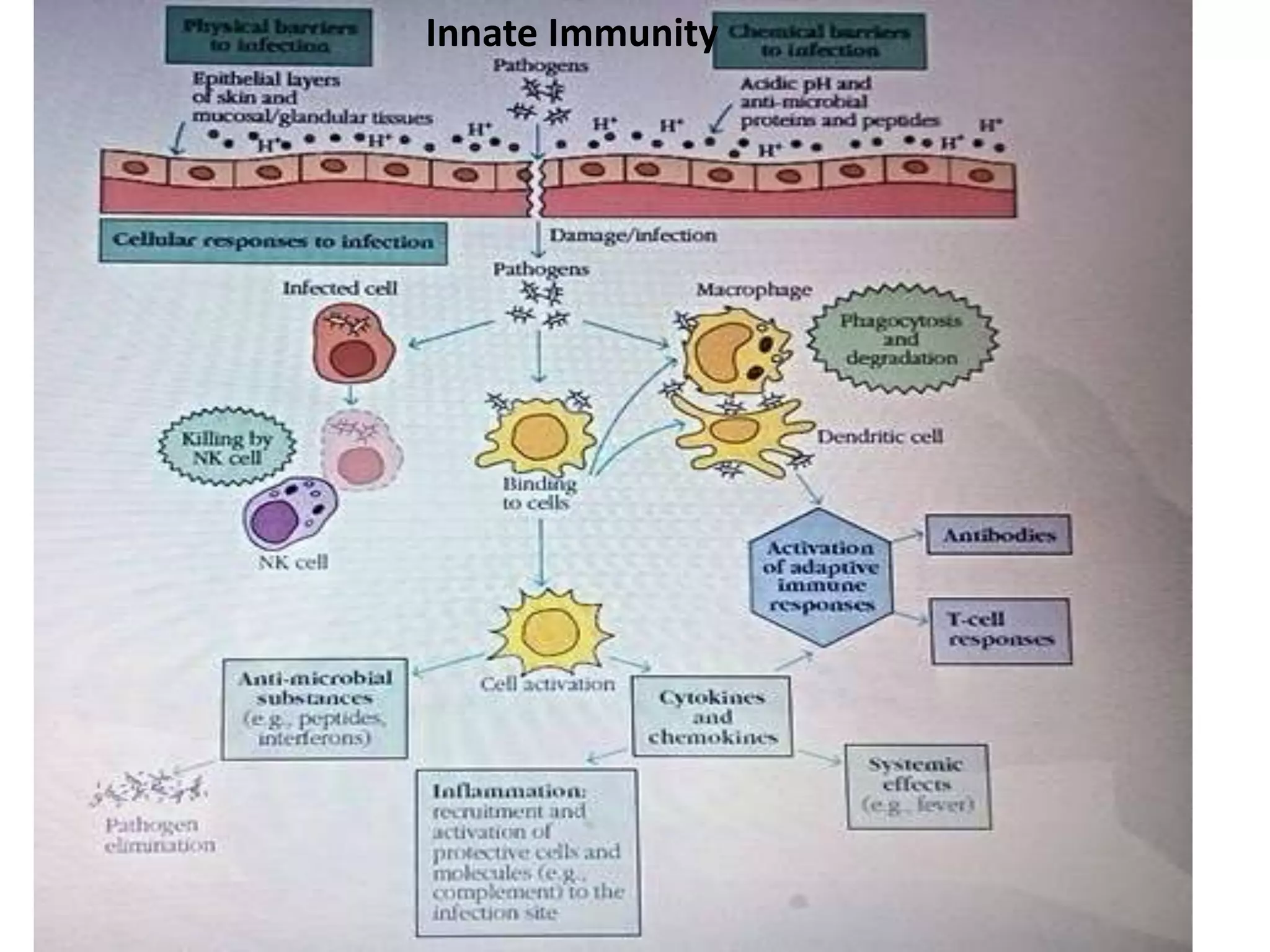 Imunology innate immunity.pptx