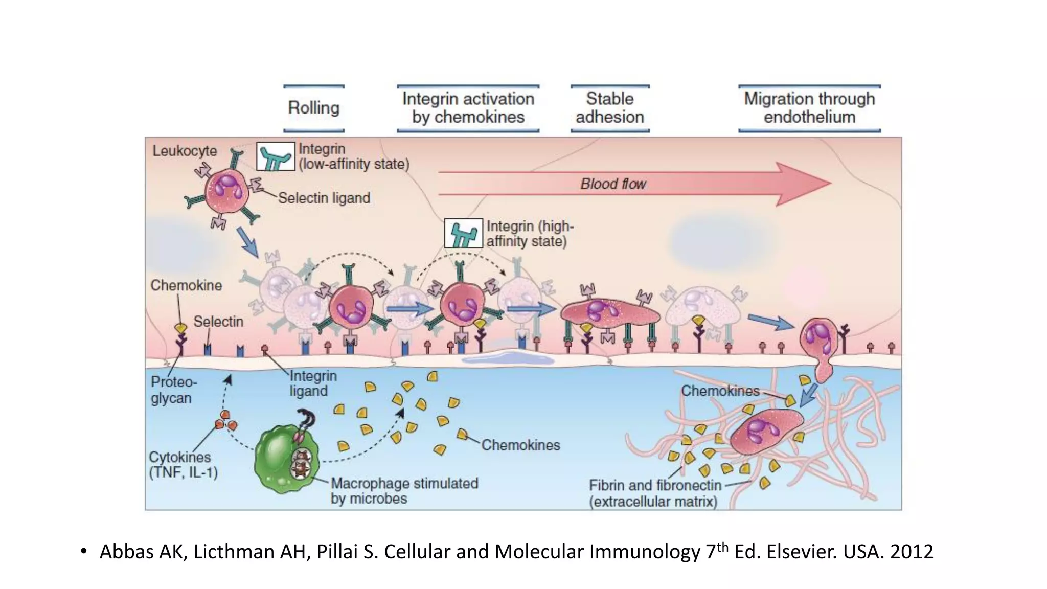 Imunopatogenesis TB dr. Adianto Dwi PZ | PDF