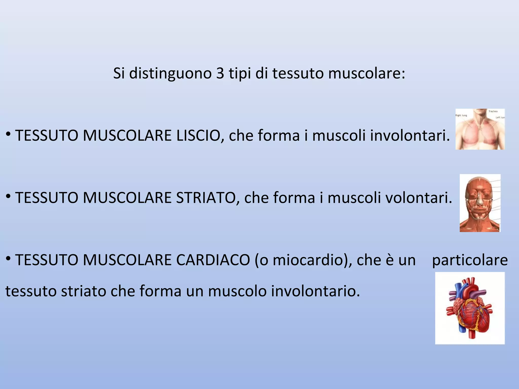 I muscoli | PPT