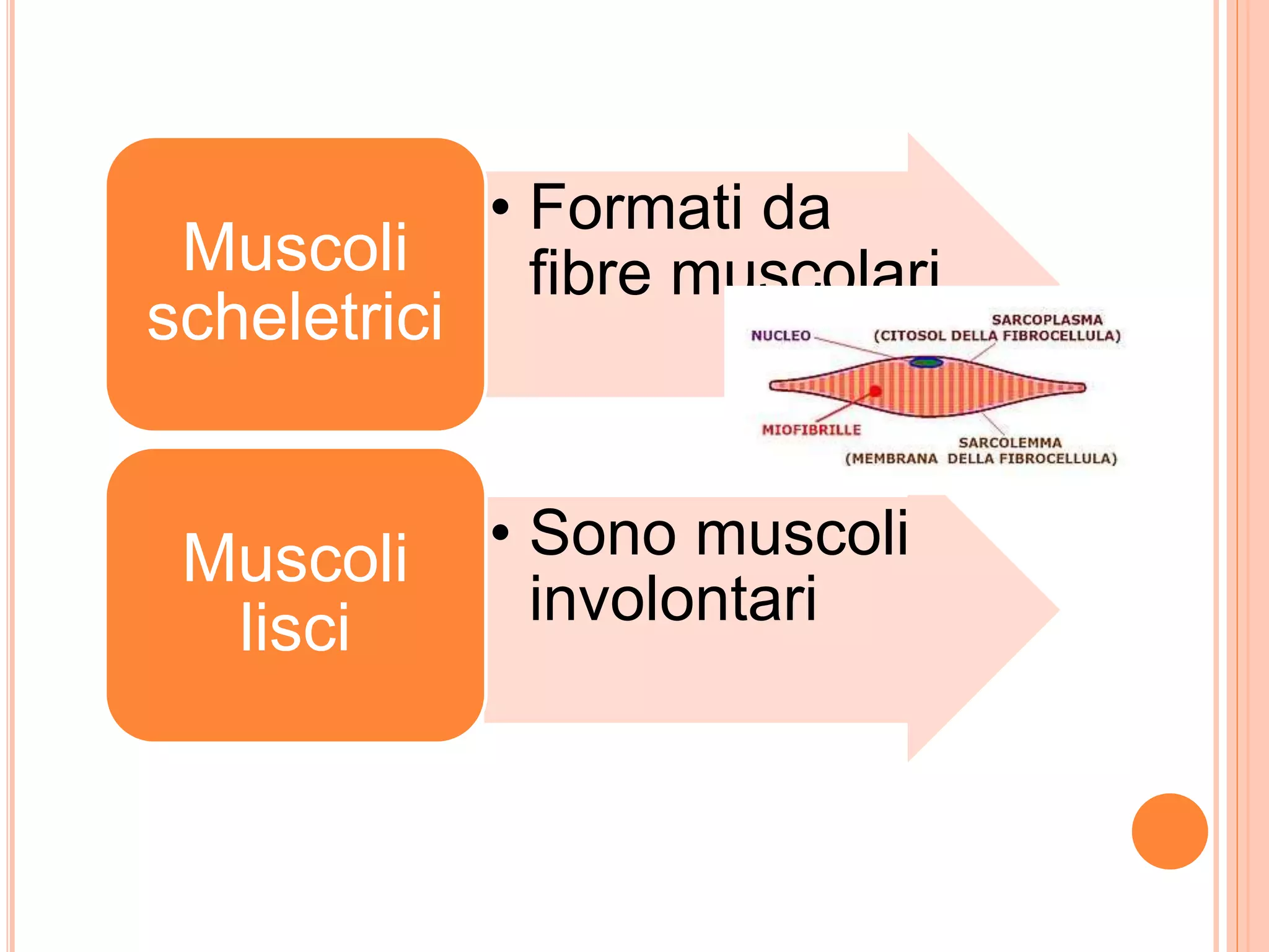 I muscoli | PPTX