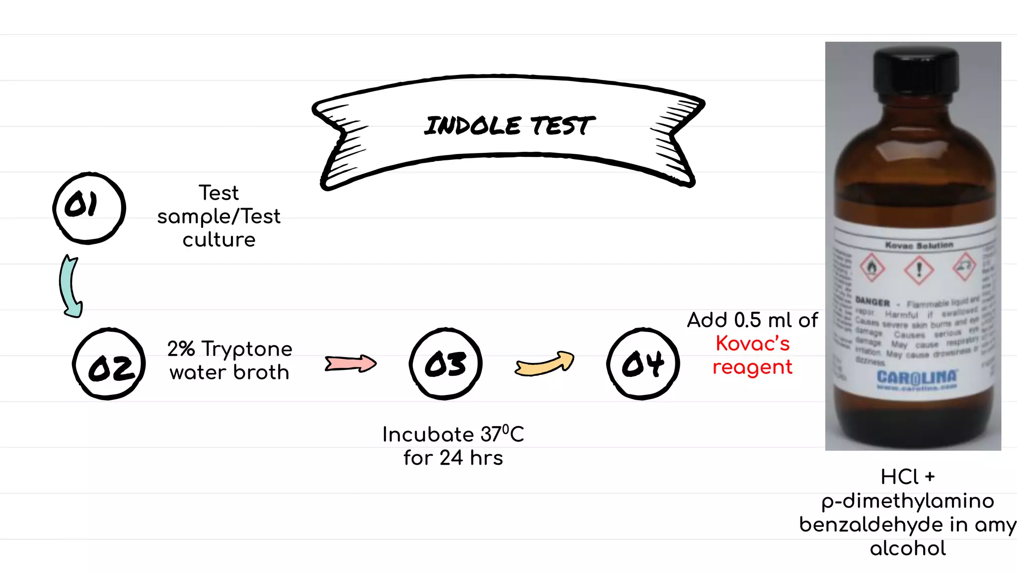 IMViC Biochemical Tests Principle|Indole|Methyl Red|Voges Proskauer ...