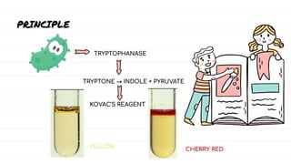 IMViC Biochemical Tests Principle|Indole|Methyl Red|Voges Proskauer ...