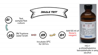 IMViC Biochemical Tests Principle|Indole|Methyl Red|Voges Proskauer ...