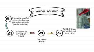 IMViC Biochemical Tests Principle|Indole|Methyl Red|Voges Proskauer ...